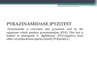 CORYNEBACTERIUM (Diphtheria).pptx