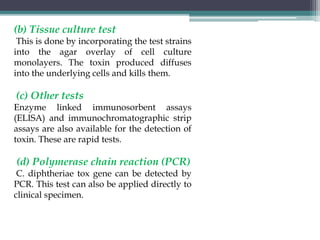 CORYNEBACTERIUM (Diphtheria).pptx