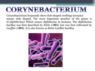 CORYNEBACTERIUM (Diphtheria).pptx