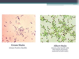 CORYNEBACTERIUM (Diphtheria).pptx