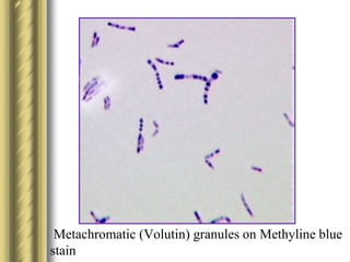 CORYNEBACTERIUM.by Dr munir KGMC peshawarpesha | PPT