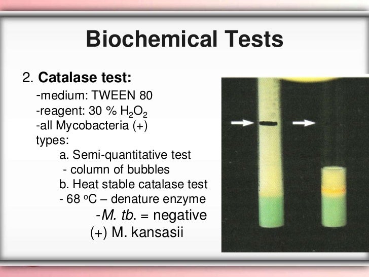 Corynebacterium (1)