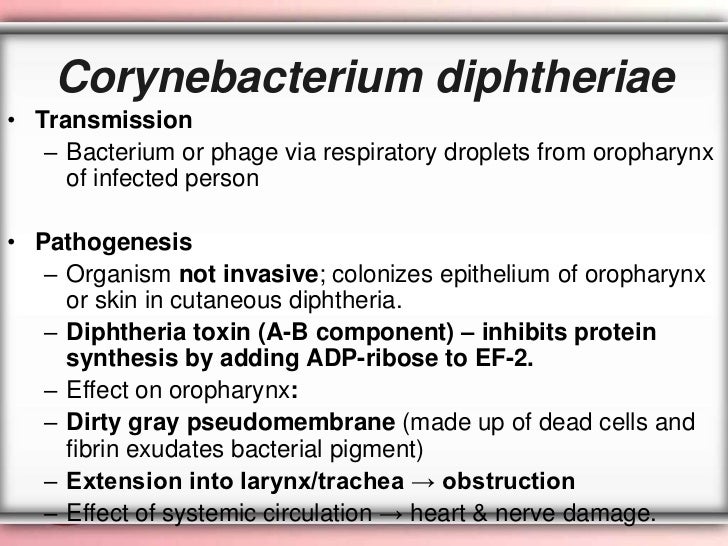 Corynebacterium (1)