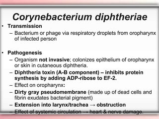 Corynebacterium (1) | PDF