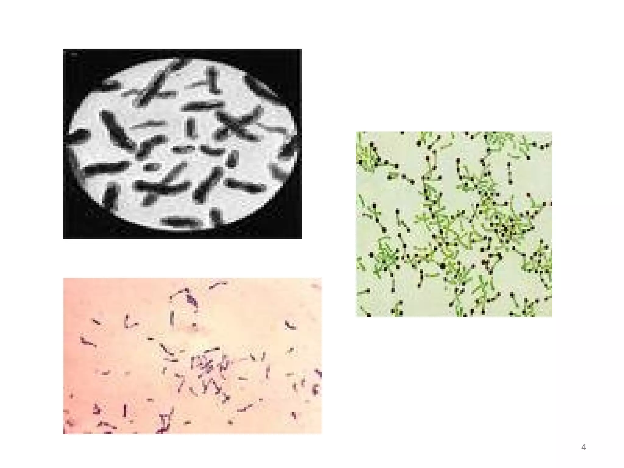 Corynebacterium diphteriae ve corynebacterium türleri (fazlası için www ...