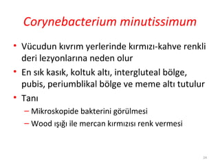 Corynebacterium diphteriae ve corynebacterium türleri (fazlası için www ...