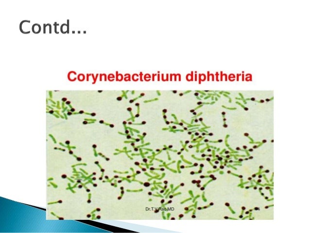Corynebacterium diphtheriae