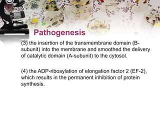 Corynebacterium diphtheriae | PPTX