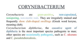 CORYNEBACTERIUM DIPHTHERIAE (Diphtheria) GPB.pptx | Ear, Nose and ...