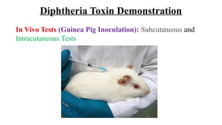 CORYNEBACTERIUM DIPHTHERIAE (Diphtheria) GPB.pptx | Ear, Nose and ...