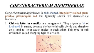 CORYNEBACTERIUM DIPHTHERIAE (Diphtheria) GPB.pptx | Ear, Nose and ...