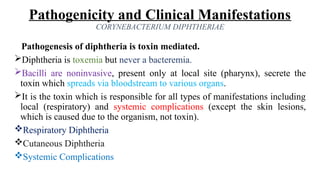 CORYNEBACTERIUM DIPHTHERIAE (Diphtheria) GPB.pptx | Ear, Nose and ...