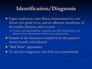 Corynebacterium diphtheriae b.carl