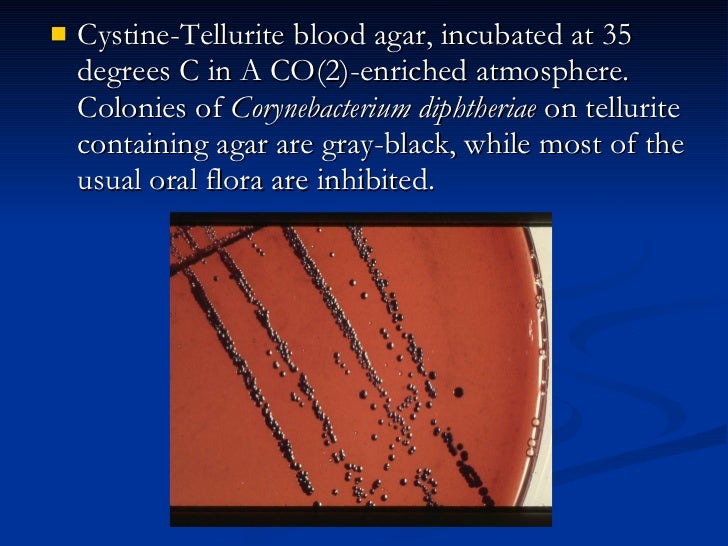 Corynebacterium amycolatum в посеве что это - фото