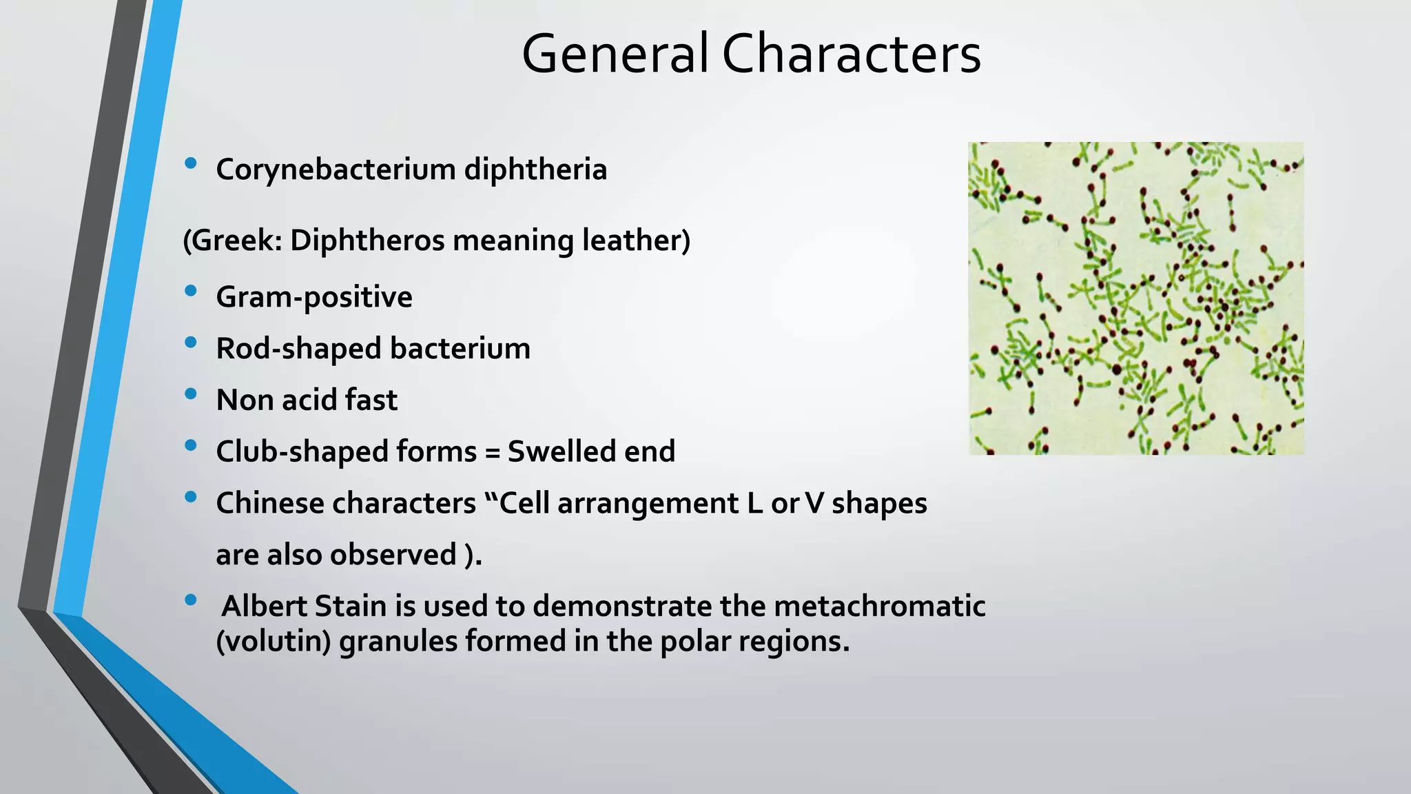 Corynebacterium diphtheriae presentation | PPTX
