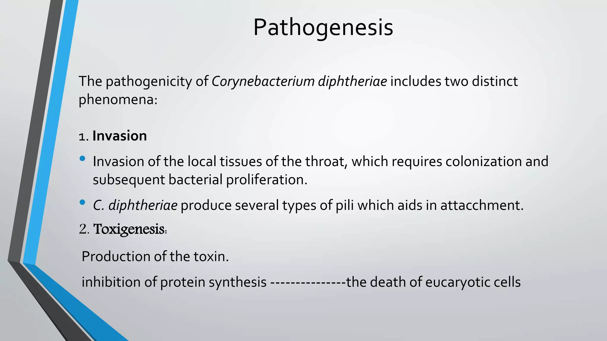 Corynebacterium diphtheriae presentation | PPTX