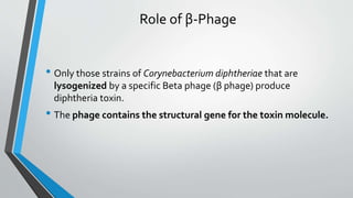 Corynebacterium diphtheriae presentation | PPTX