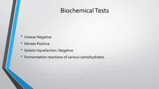 Corynebacterium diphtheriae presentation | PPTX