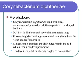 Corynebacterium diptheriae(Microbiology) | PPT