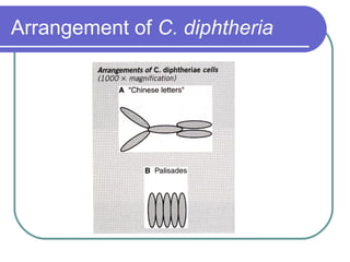 Corynebacterium diptheriae(Microbiology) | PPT