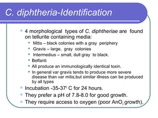 Corynebacterium diptheriae(Microbiology) | PPT