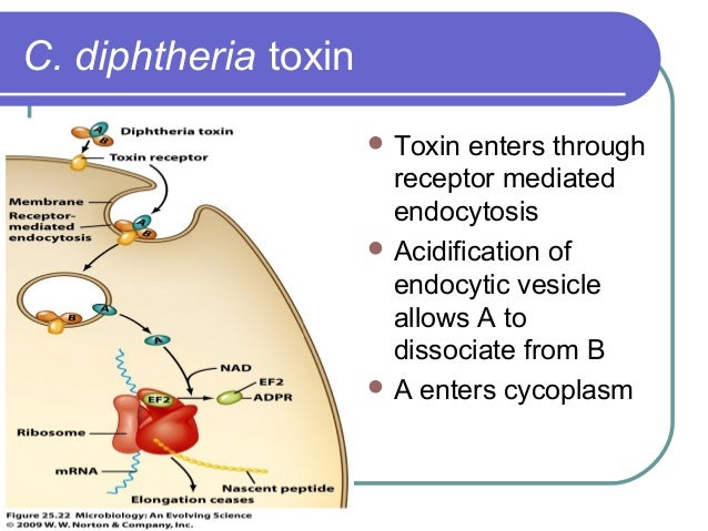 Corynebacterium diptheriae(Microbiology)