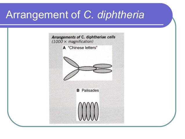 Corynebacterium diptheriae(Microbiology)