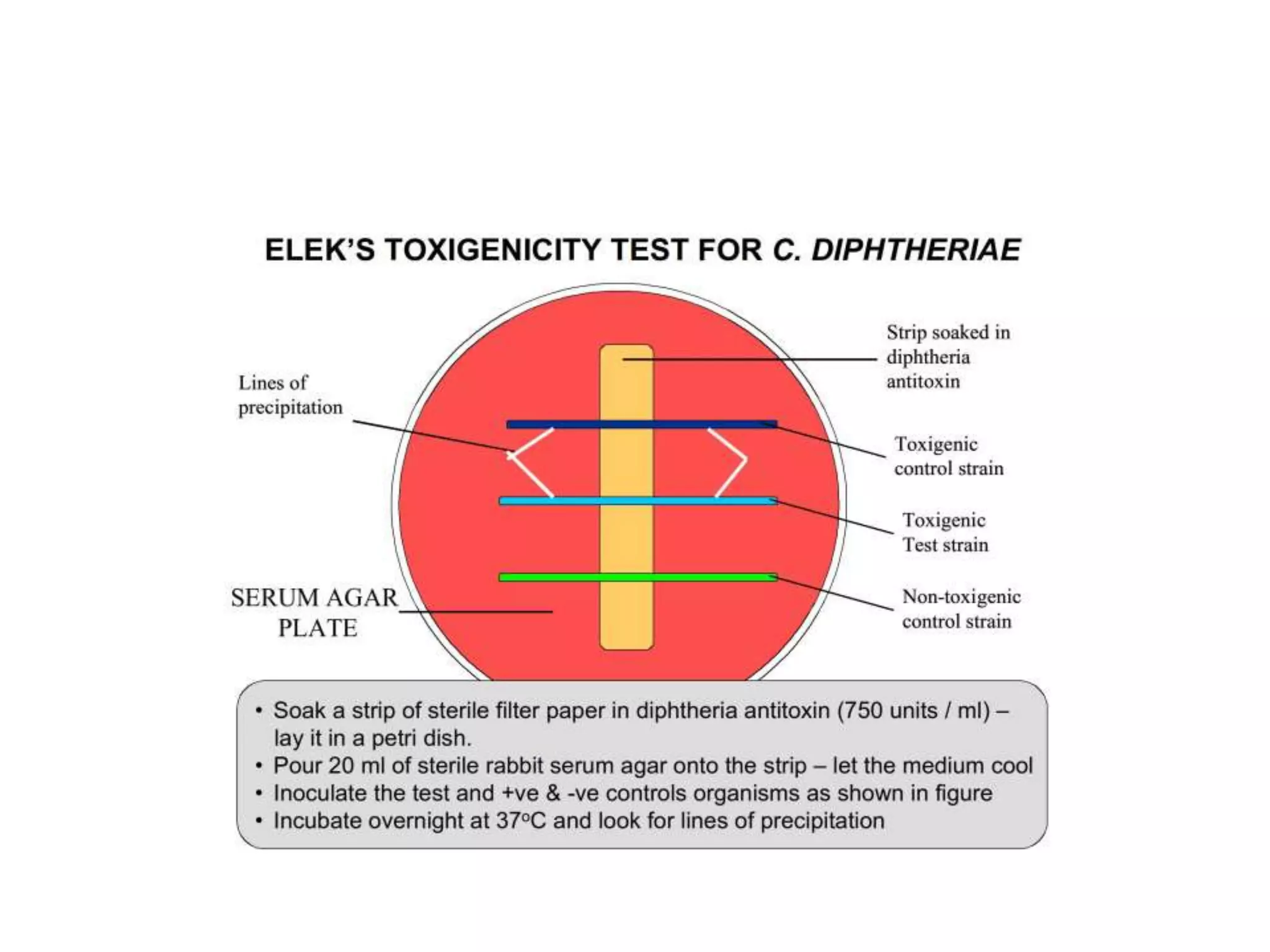 Corynebacterium diptheriae | PPTX