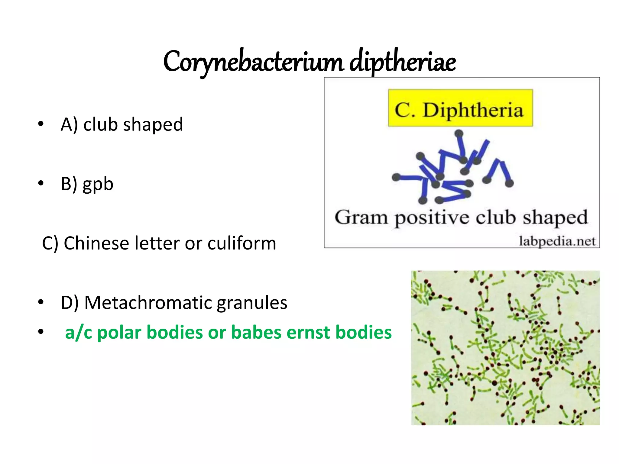 Corynebacterium diptheriae | PPT