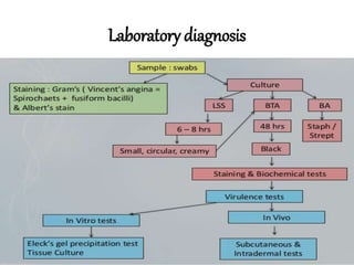 Corynebacterium diptheriae | PPT