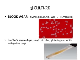 Corynebacterium diptheriae | PPT