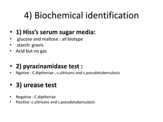 Corynebacterium diptheriae | PPT