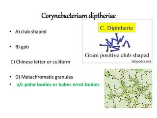 Corynebacterium diptheriae | PPT