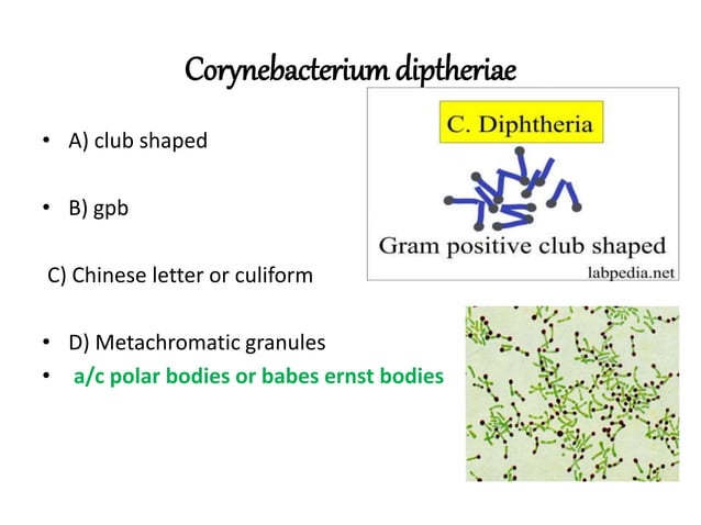Corynebacterium diptheriae | PPT