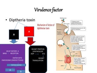 Corynebacterium diptheriae | PPT