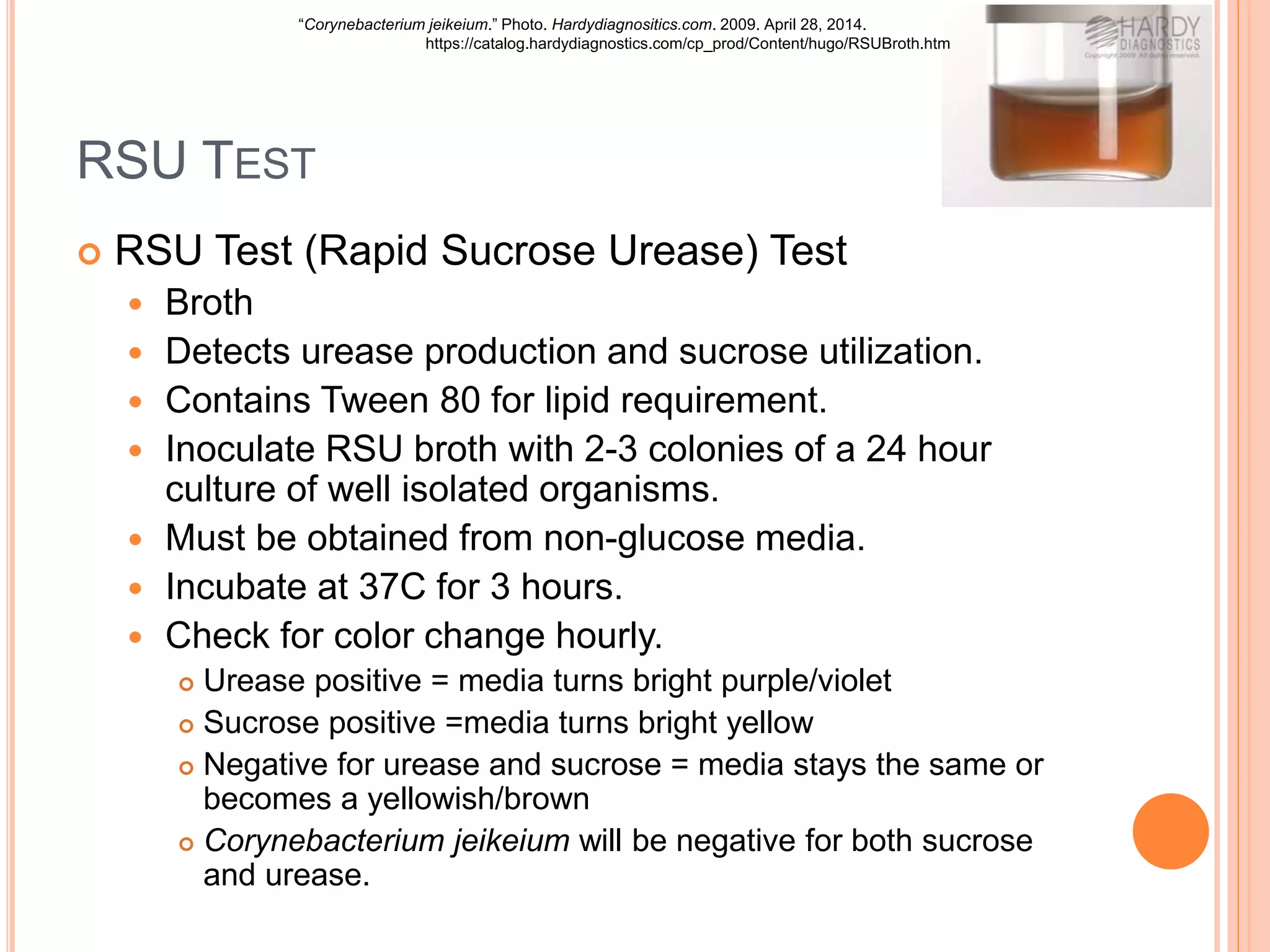 lCorynebacterium jeikeium | PPT