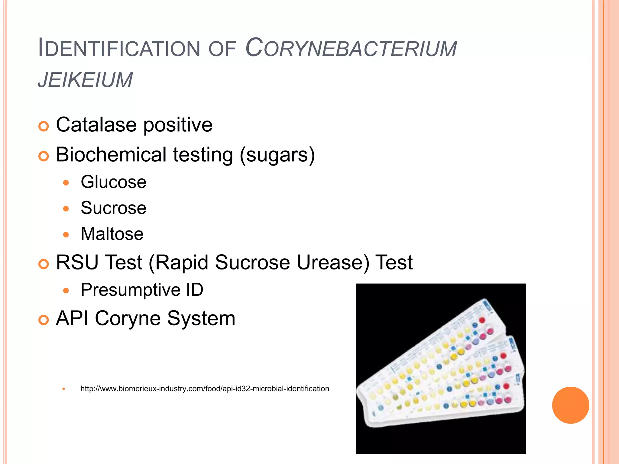 lCorynebacterium jeikeium | PPT