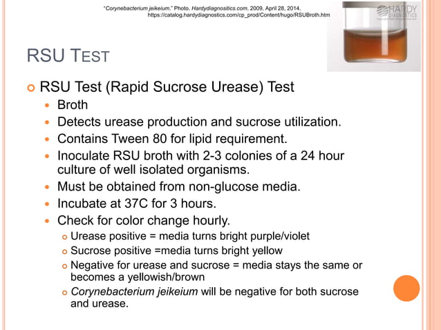 lCorynebacterium jeikeium | PPT