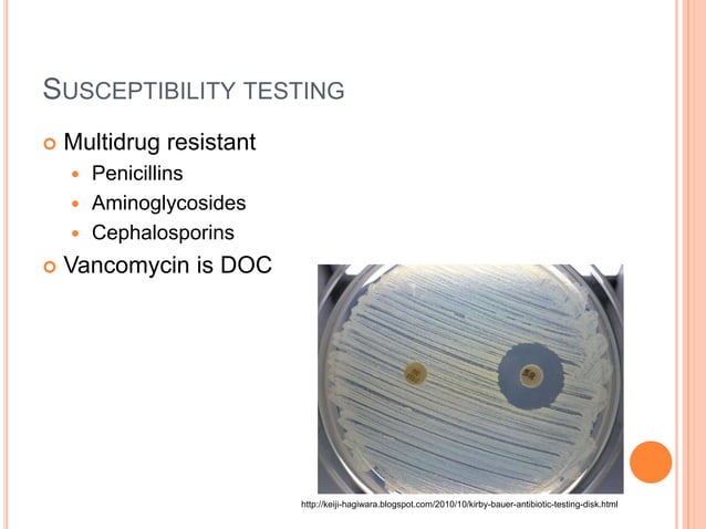 lCorynebacterium jeikeium | PPT