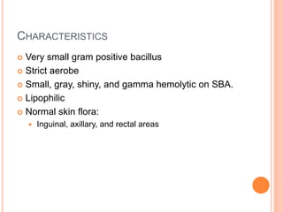 lCorynebacterium jeikeium | PPT