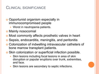 lCorynebacterium jeikeium | PPT