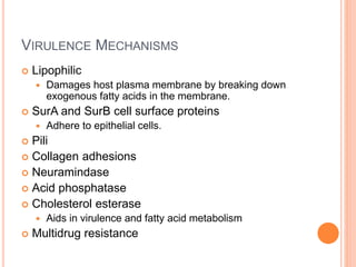 lCorynebacterium jeikeium | PPT
