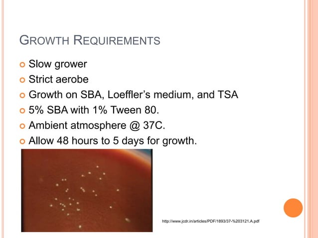 lCorynebacterium jeikeium | PPT