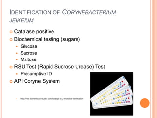 lCorynebacterium jeikeium | PPT