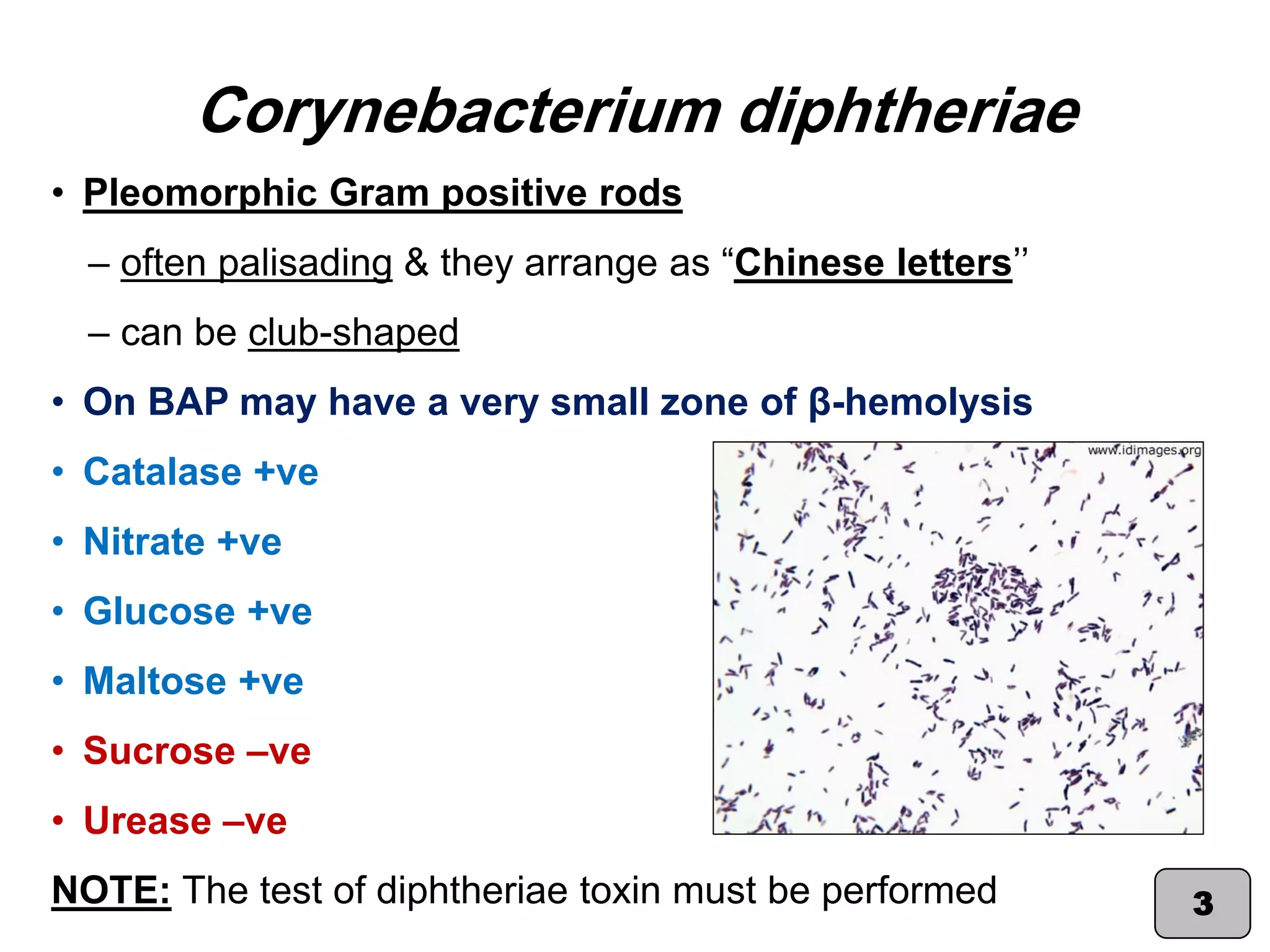 Corynebacterium spp. & Listeria monocytogenes (Practical Medical ...