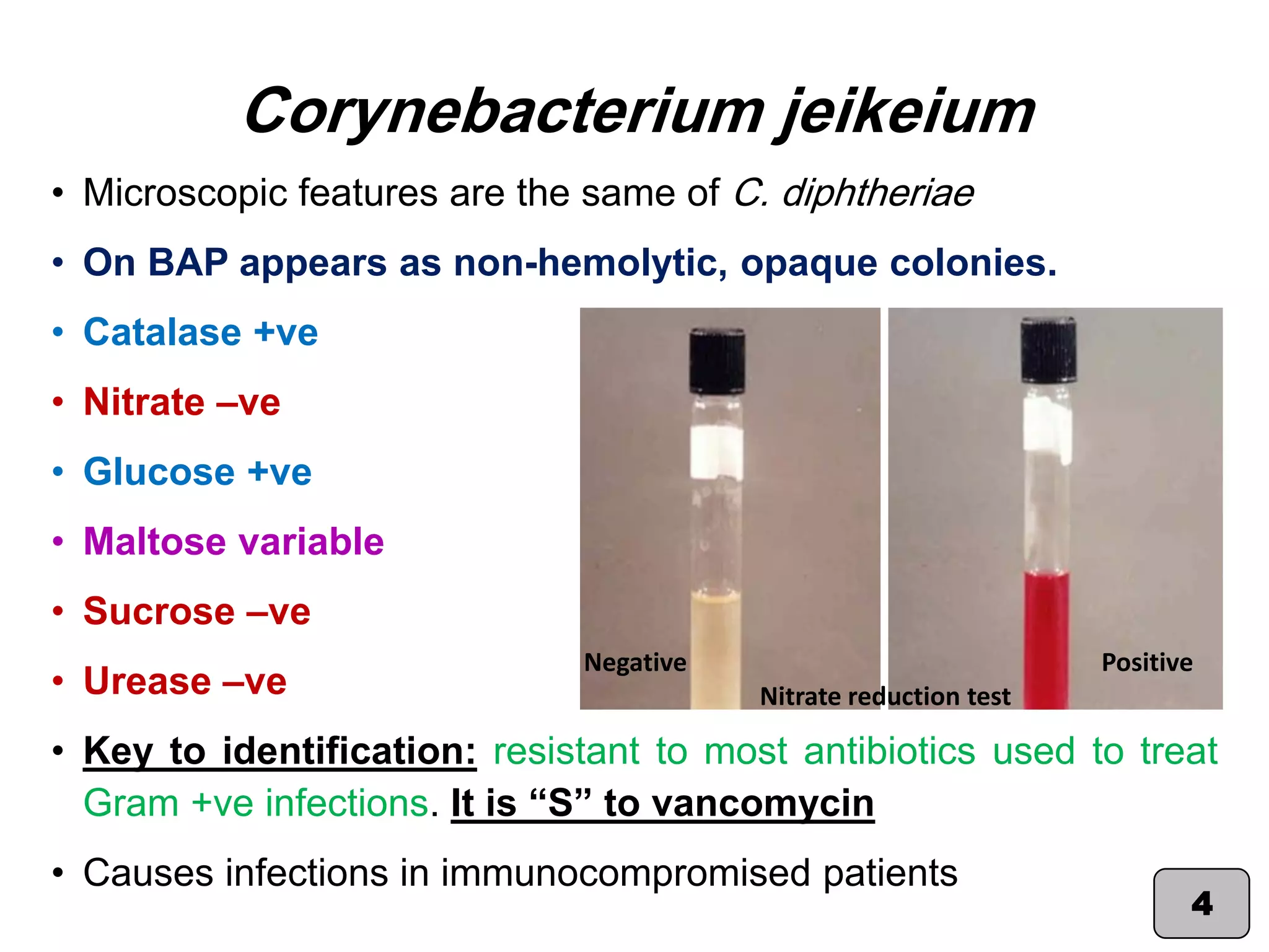Corynebacterium spp. & Listeria monocytogenes (Practical Medical Microbiology, 14) | PDF | Ear ...