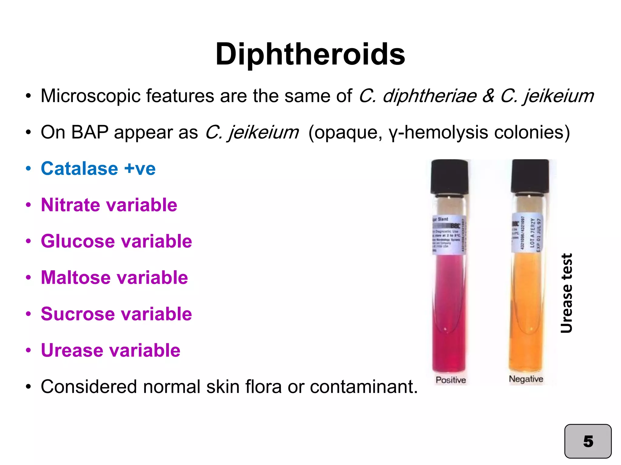 Corynebacterium spp. & Listeria monocytogenes (Practical Medical ...