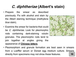 Corynebacterium spp. & Listeria monocytogenes (Practical Medical ...