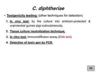 Corynebacterium spp. & Listeria monocytogenes (Practical Medical ...