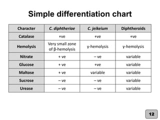 Corynebacterium spp. & Listeria monocytogenes (Practical Medical ...